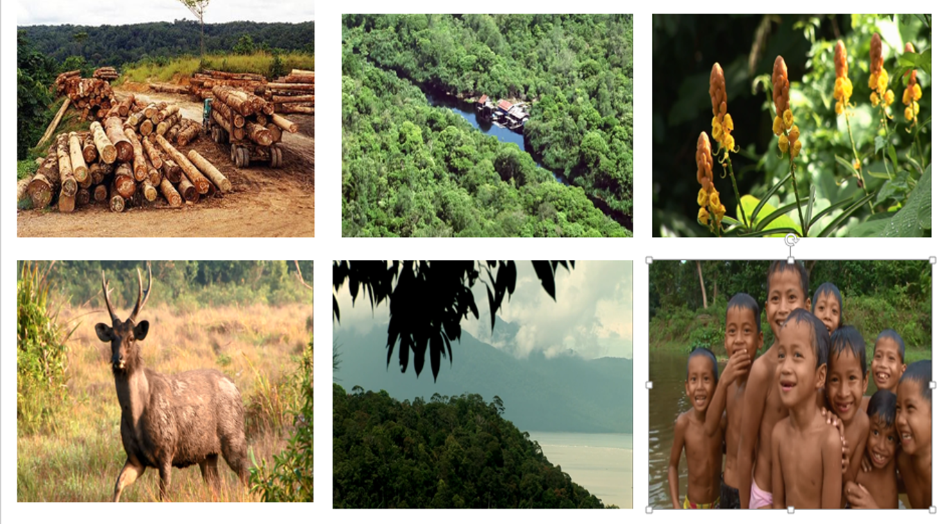 IPS SMPN 1 HAURGEULIS: Potensi Sumber Daya Hutan Indonesia