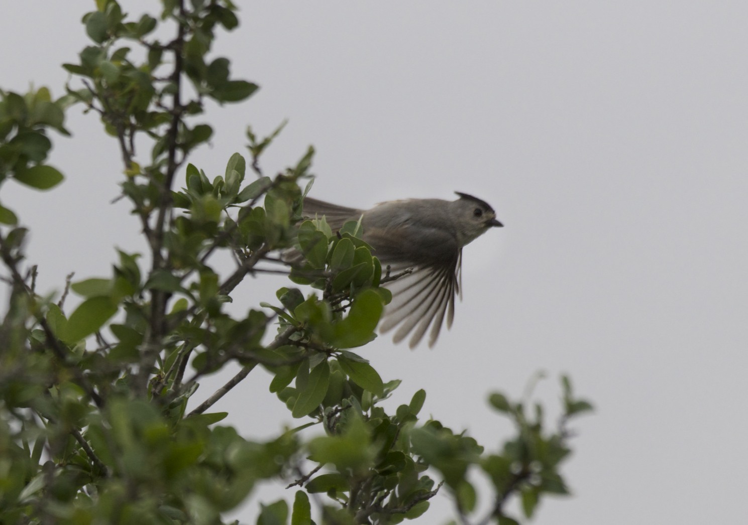 Butler's Birds: Texas Revisited: The First Inkerrsion, Government ...