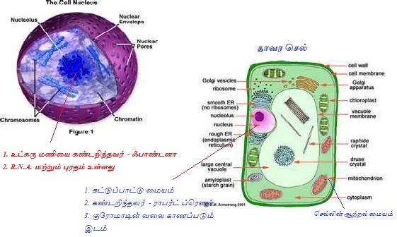 GK in Tamil: தாவர செல் / Planet Cell