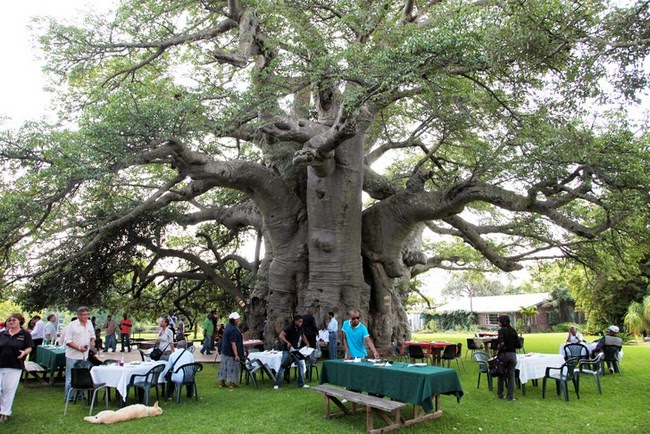 WeirdWood: Ancient South African Baobab Tree with Bar Inside