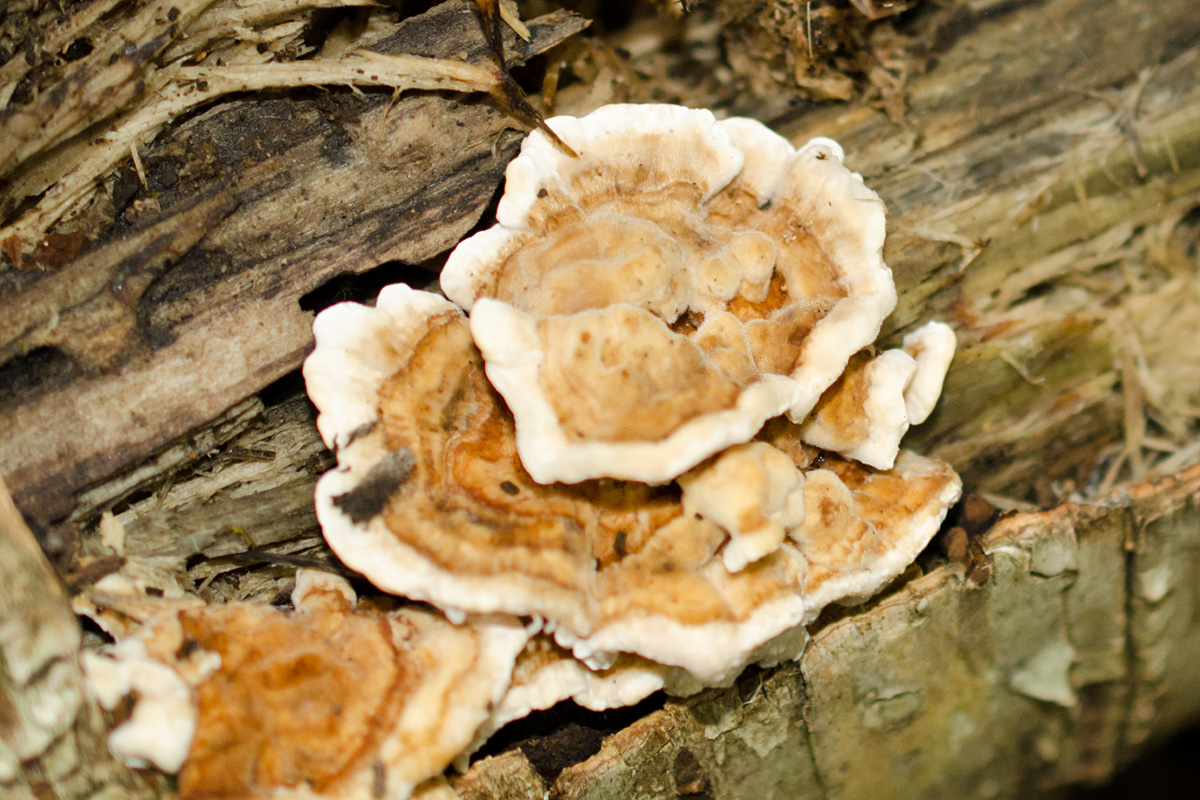 Wanderin' Weeta (With Waterfowl and Weeds): Fur, lace, horses' hooves ...