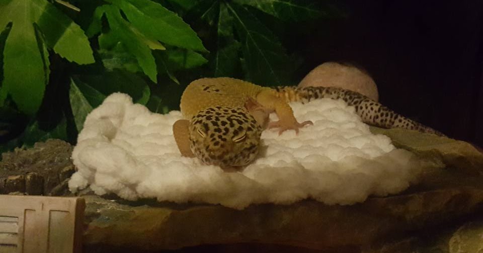 Allie's Leopard Gecko Spot : Get to know Allie and the Leopard Gecko Spot