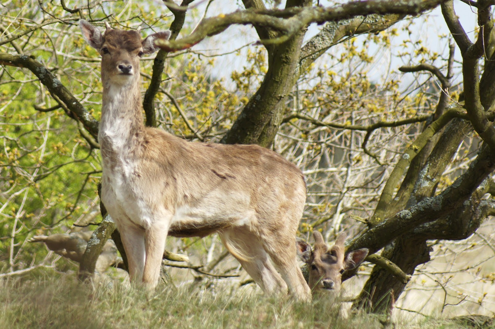 AMSTERDAMSE WATERLEIDINGDUINEN AWD: Je Nest Uit Gewipt Worden