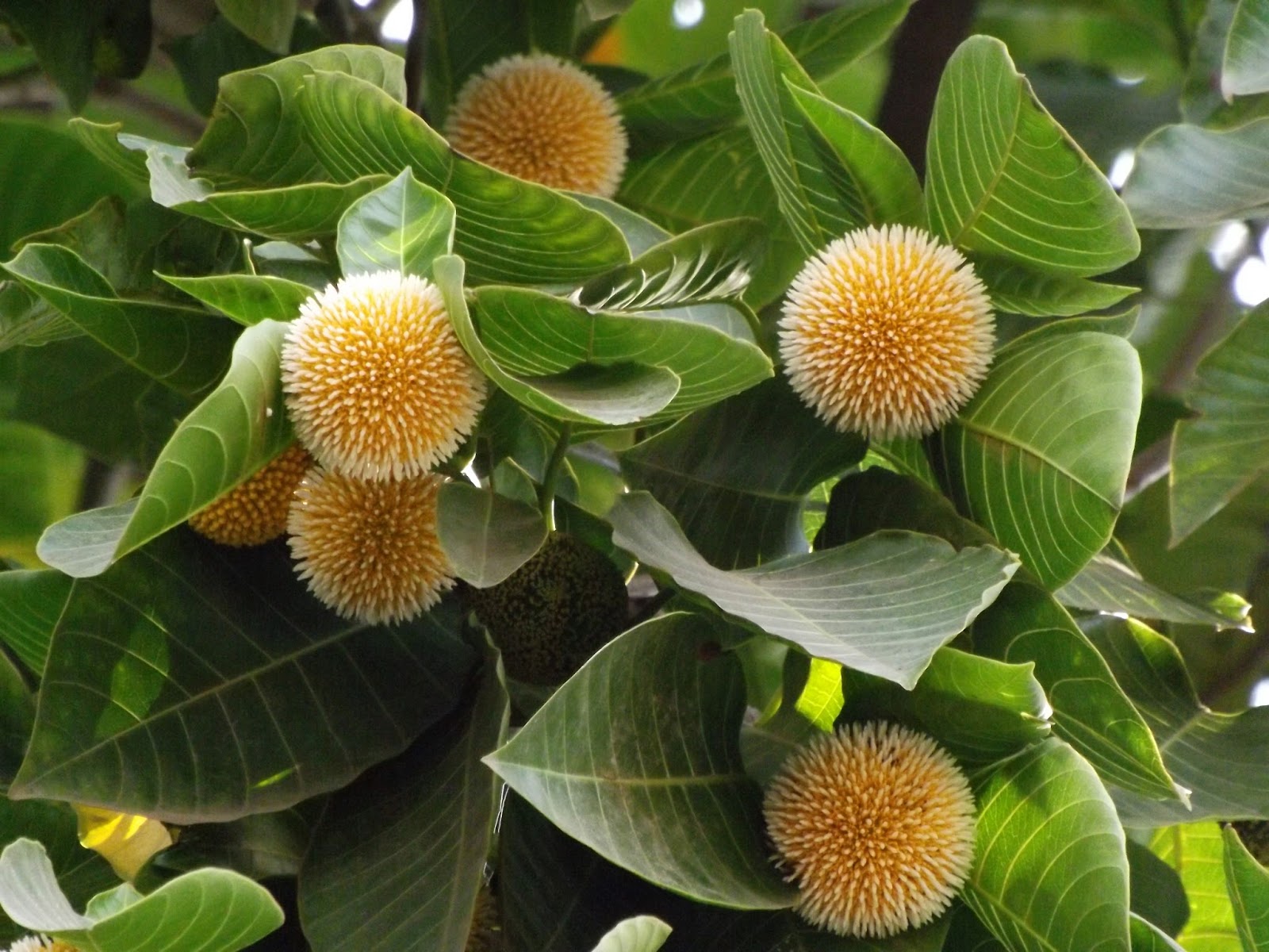 Kodom, Neolamarckia cadamba