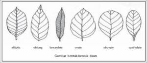 Daun Yang Memukau - SMA AL HIKMAH MUNCAR