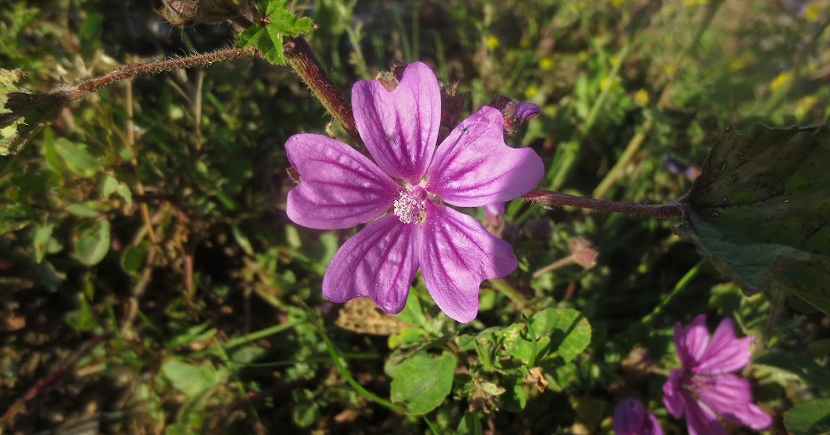 Pretty Purple Flower Weed UK | Pixel Perception