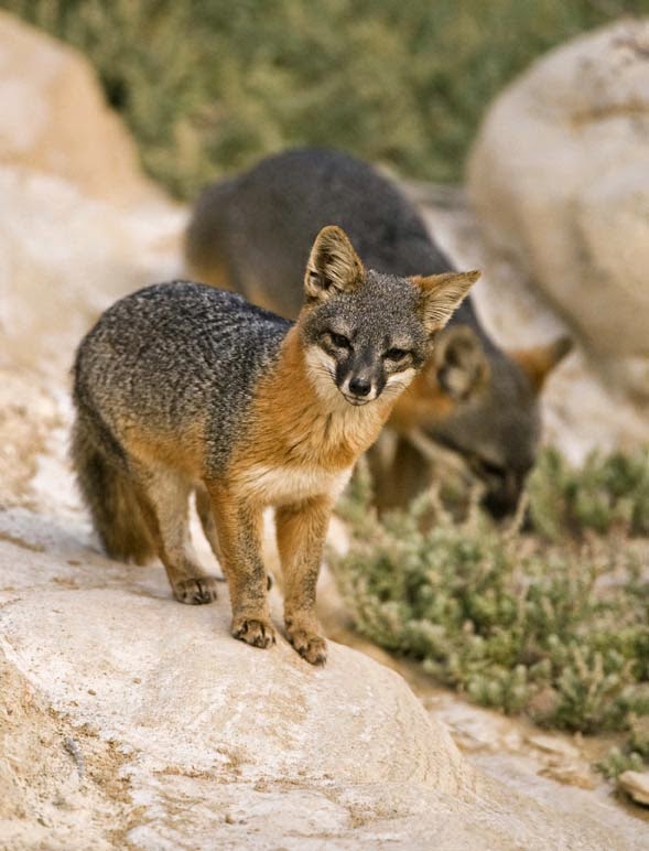 Friends of the Island Fox: What Color Is An Island Fox?