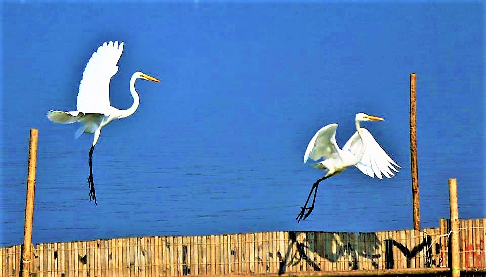 Why should you visit Tanguar Haor? - History and Travel-world heritage BD