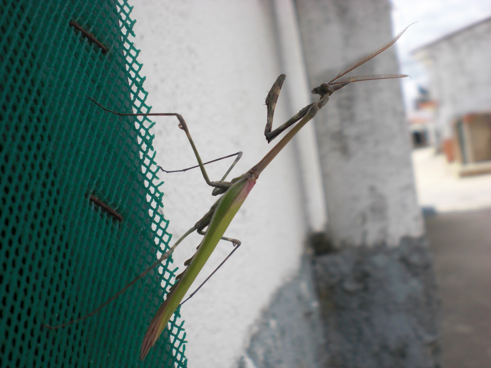 Perfumes y luces de Extremadura: Mantis palo. Empusa pennata.