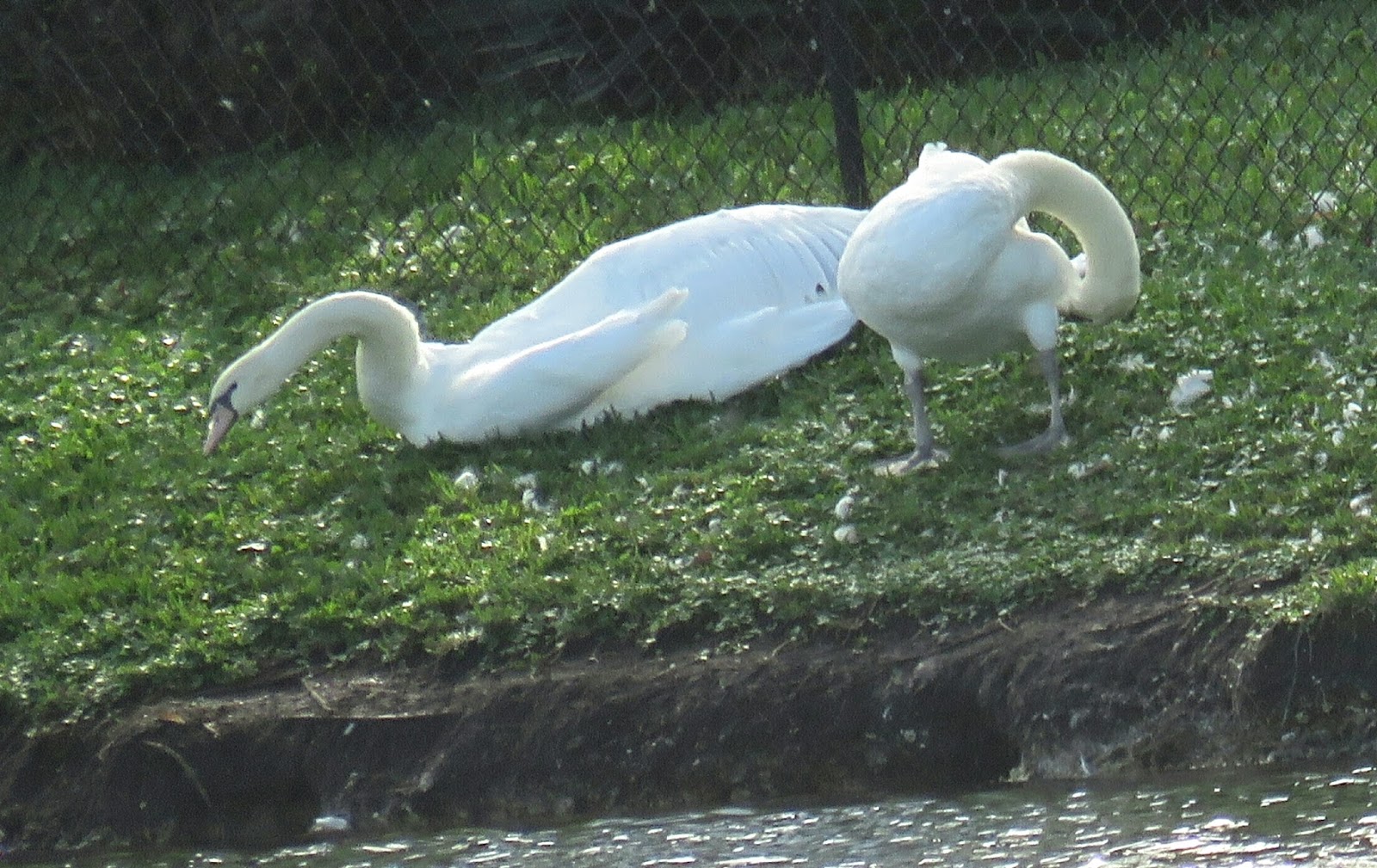 Bird & Travel Photos, Birding Sites, Bird Information: JUVENILE MUTE ...