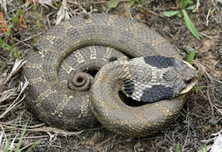 Muskoka Stewardship Connection: Species at Risk in Muskoka: A guided ...