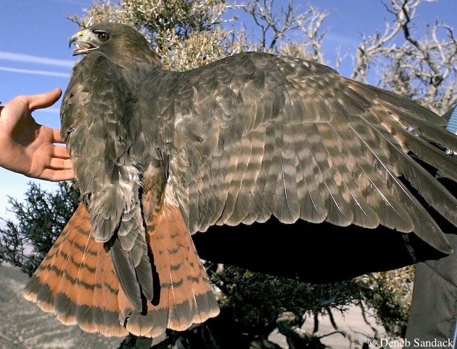 Raptor Identification and Photography: Ageing Adult Red-tails by Tail ...