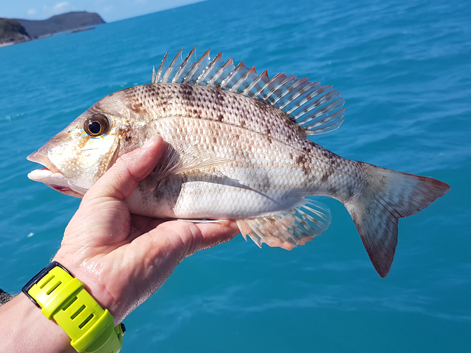 One in the Bush: Reef fishing