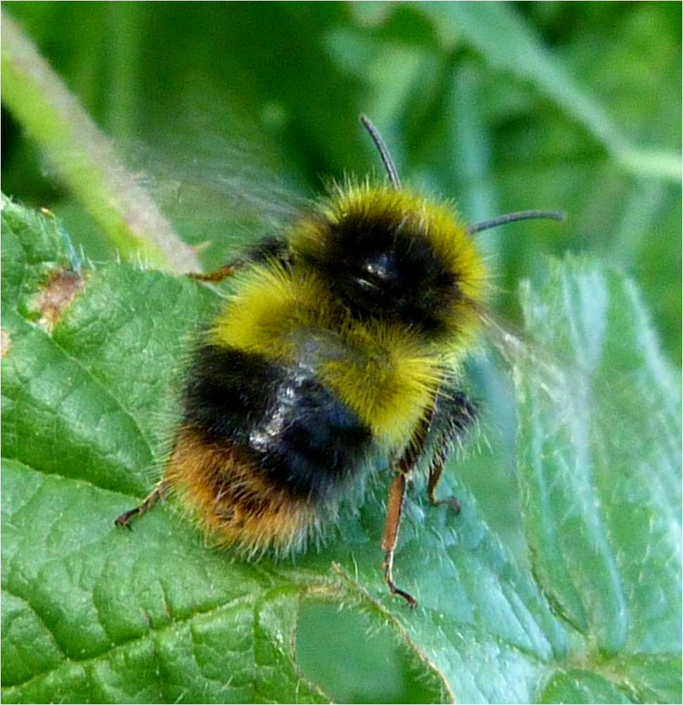 Insects of Scotland: Bees/Wasps/Ichneumons/Sawflies/Ants