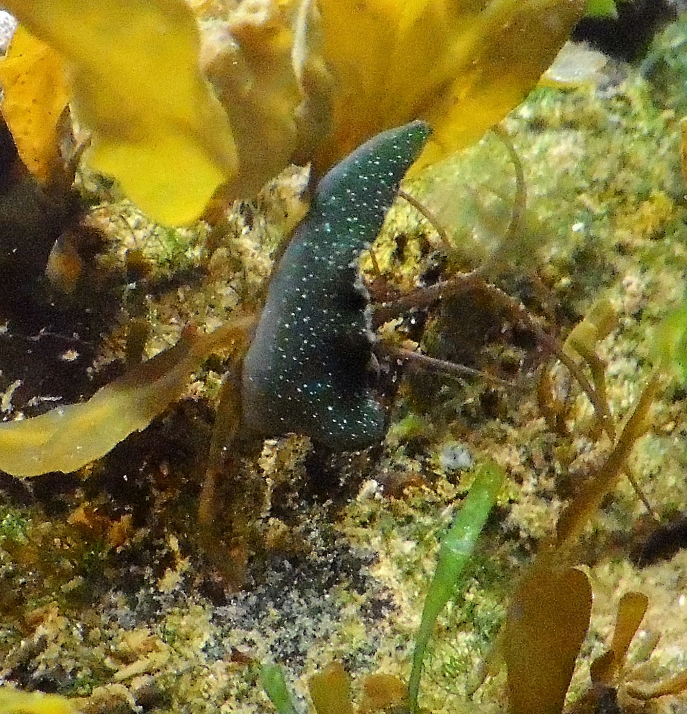 British Seashore & Rock Pool Life: Green Sea Slug, Elysia viridis