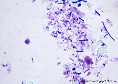 Atlas de Microbiologia: Bactérias