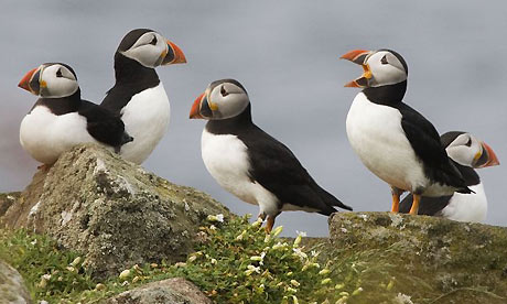 Puffin | The Life of Animals