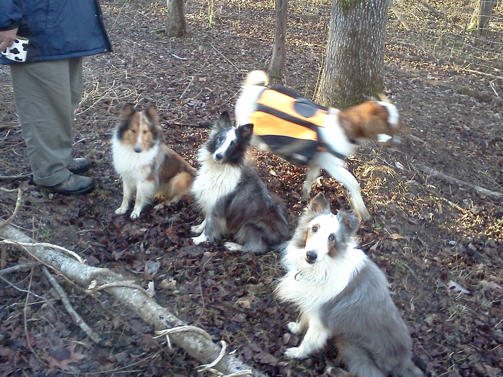 NC Dog Training for Herding and Obedience - Golem Kennels Working ...