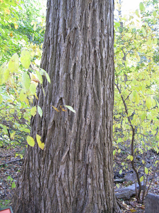 arborboy: bark gallery