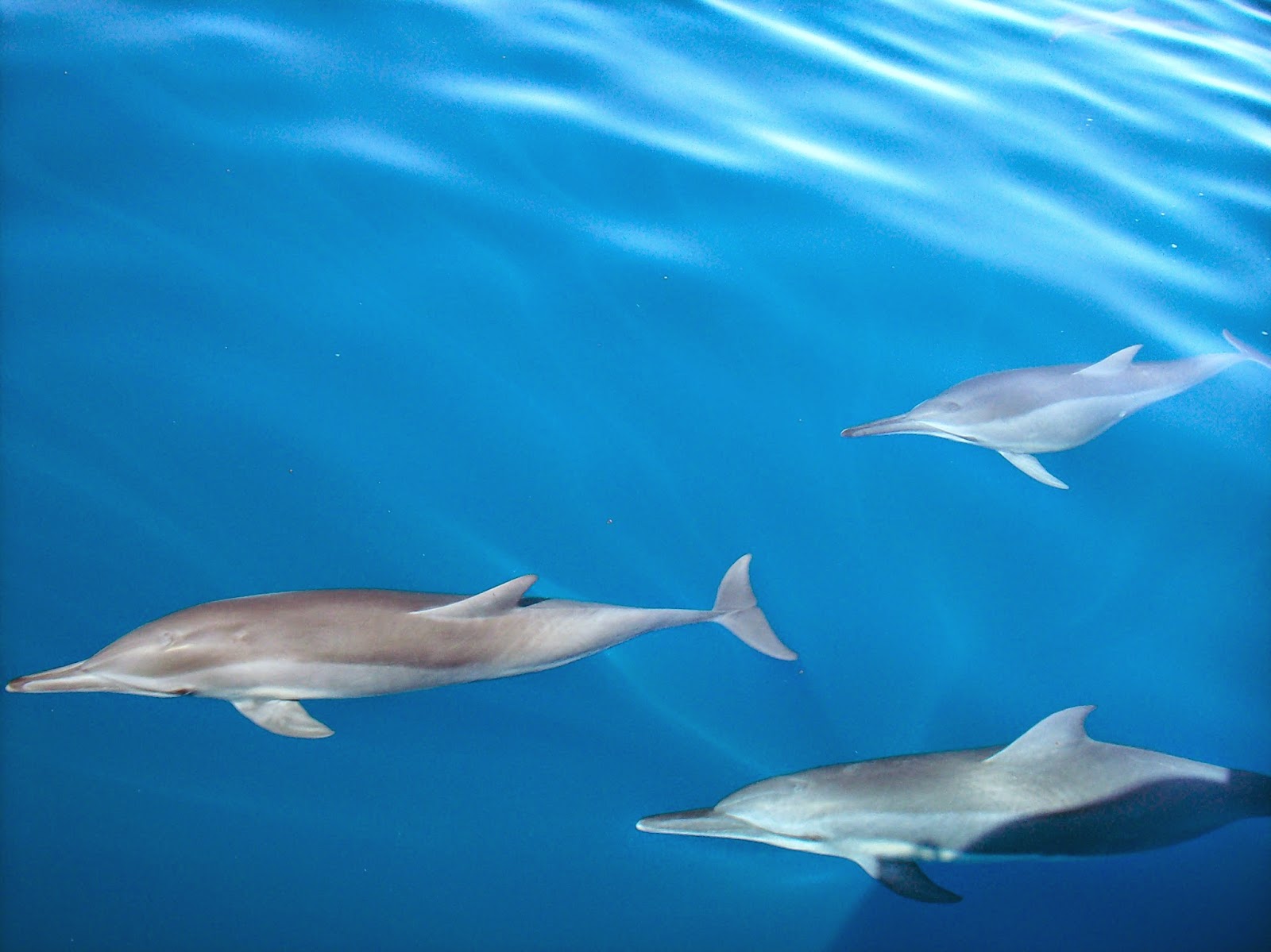 Rockhounding Around: Incredible Cruise: Day 7 - Moorea- Dolphin ...