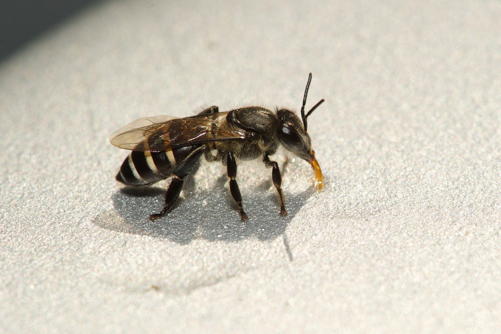 Madu Lebah Alami: Jenis - Jenis Lebah