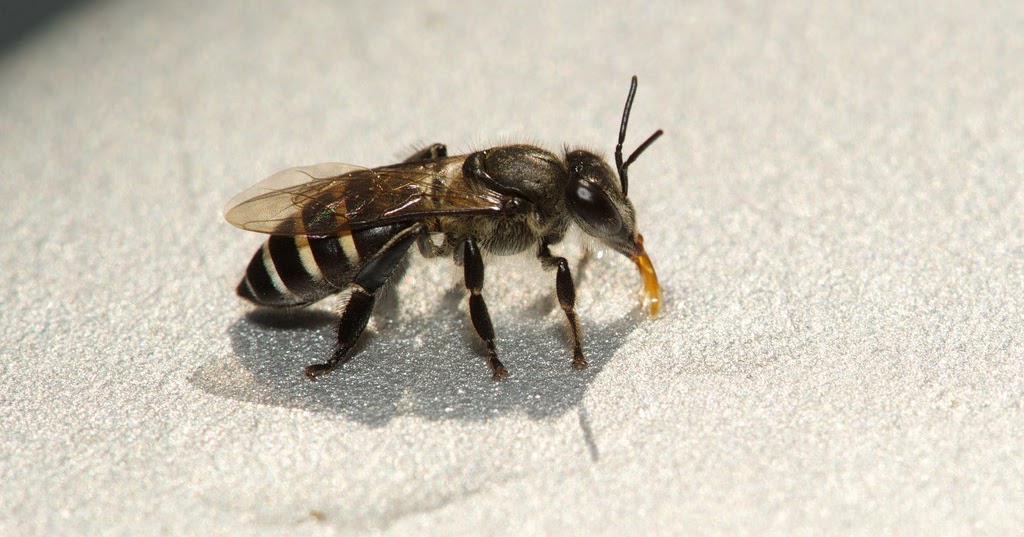 Madu Lebah Alami: Jenis - Jenis Lebah