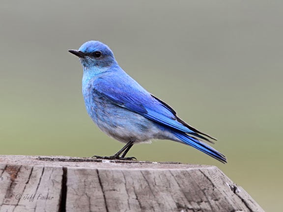 Ecobirder: Mountain Bluebird
