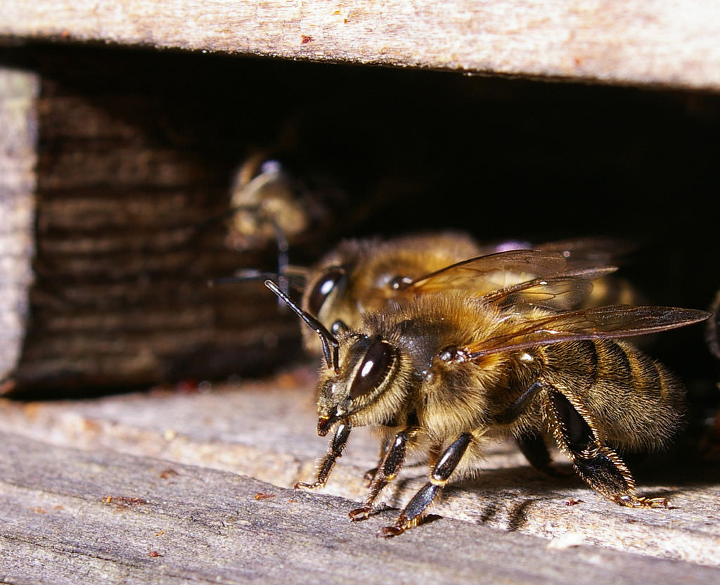 Roles of Bees in a Hive