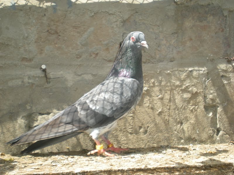 Missy Kabootar |Qasoori kabootar | Red Eye pigeons ~ Pigeons Photos ...