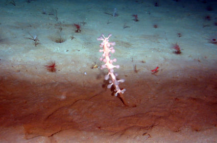 Real Monstrosities: Giant Club Sponge