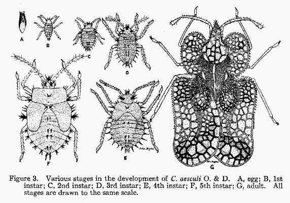Springfield Plateau: Lace Bugs