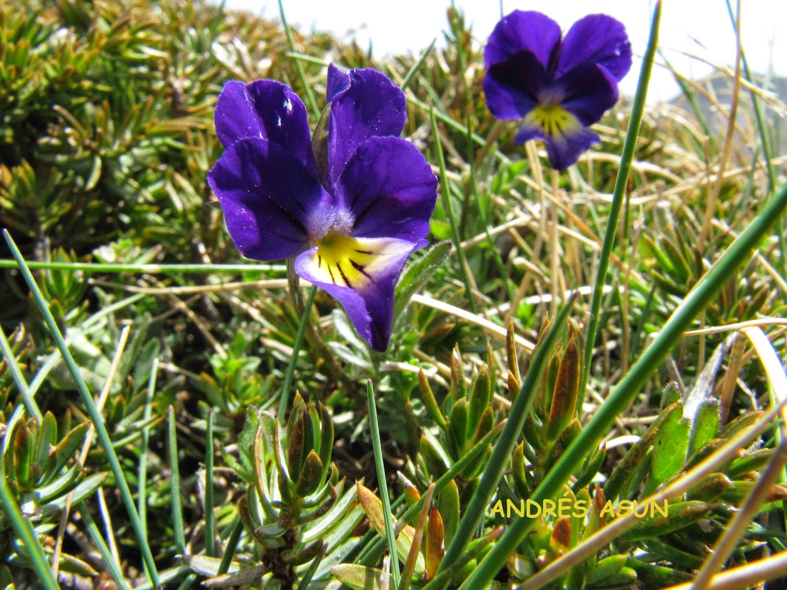 Flores silvestres de la Cordillera Cantábrica: VIOLACEAS - Violaceae