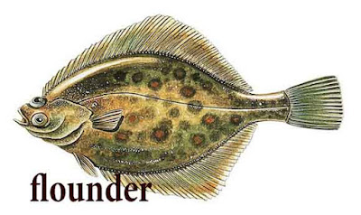Flounder - flounder