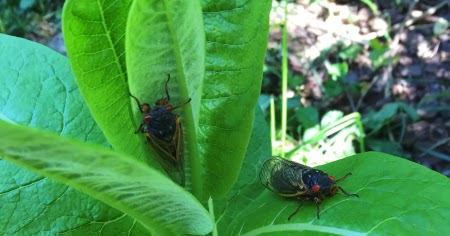 Fossils and Other Living Things: Brooding on Stragglers