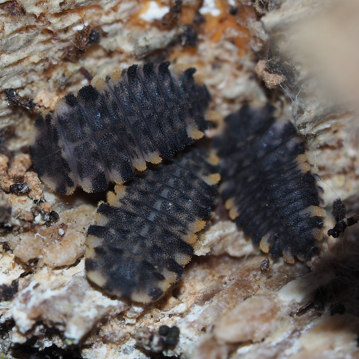 いもむしうんちは雨の音: 1月 2019
