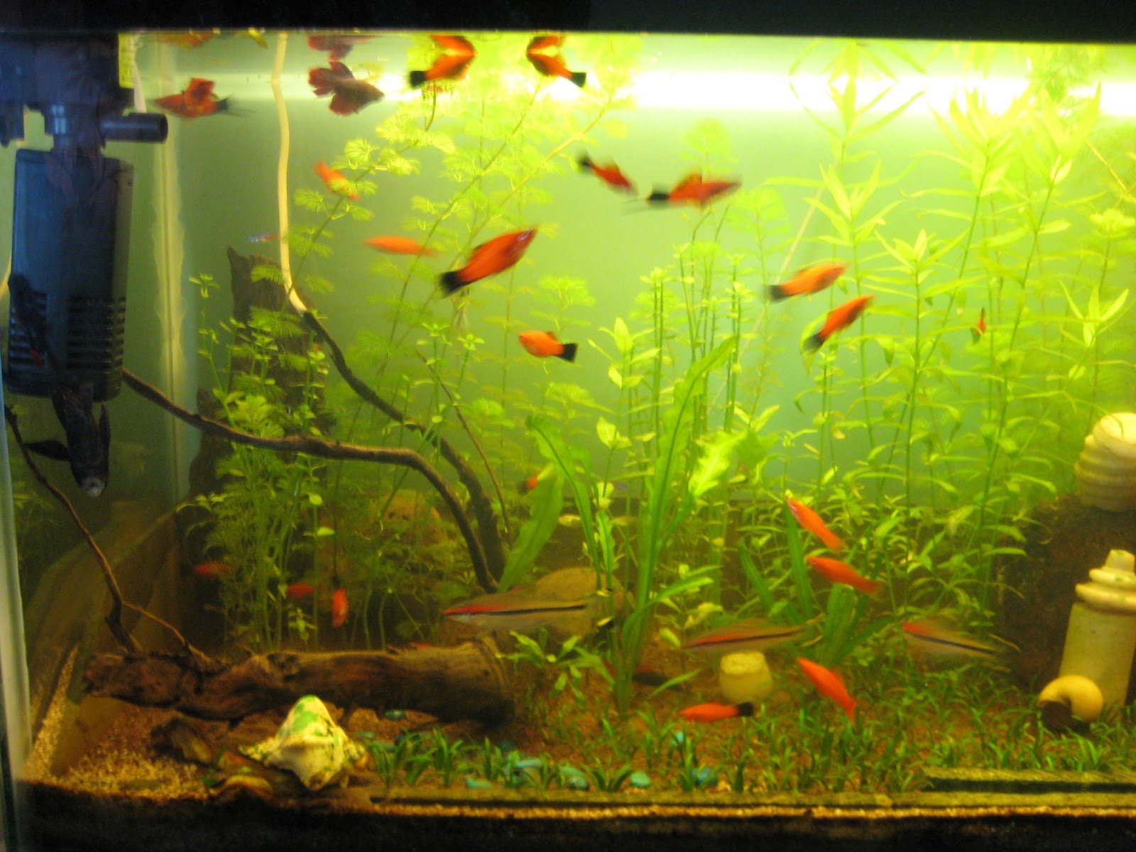 My Fresh Water Aquarium - Natural Planted Tank (Walstad Method).