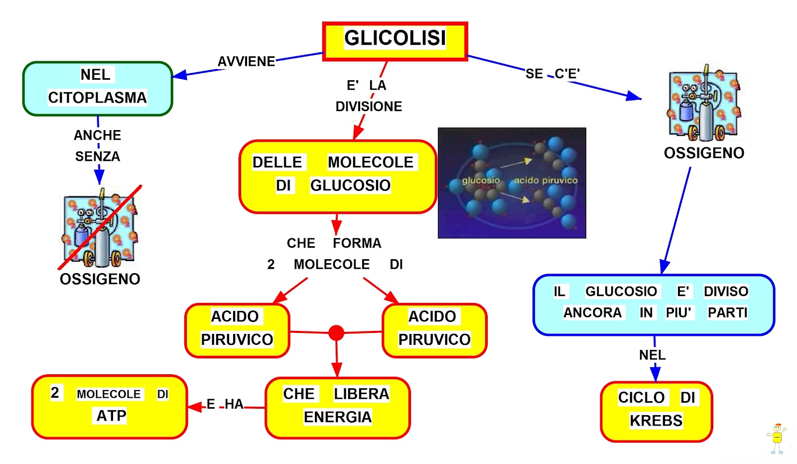 MAPPER: GLICOLISI