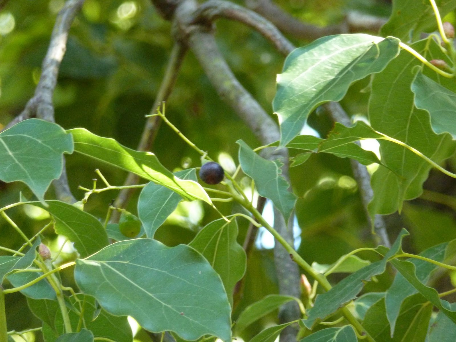 La Llave de la Magia Mi Grimorio Personal
