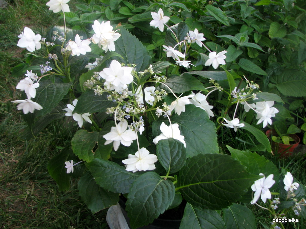 Hydrangea, Hortensja: Hydrangea macrophylla ( Hortensja ogrodowa) 'Hanabi'