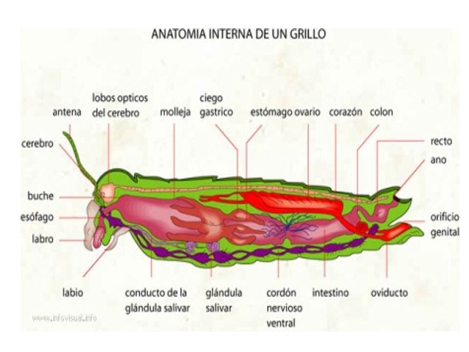 El canto del grillo | LECTURAS-PRIMARIA