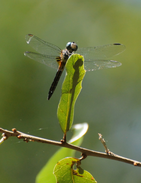 A Wandering Naturalist: Florida: Some Florida Dragonflies