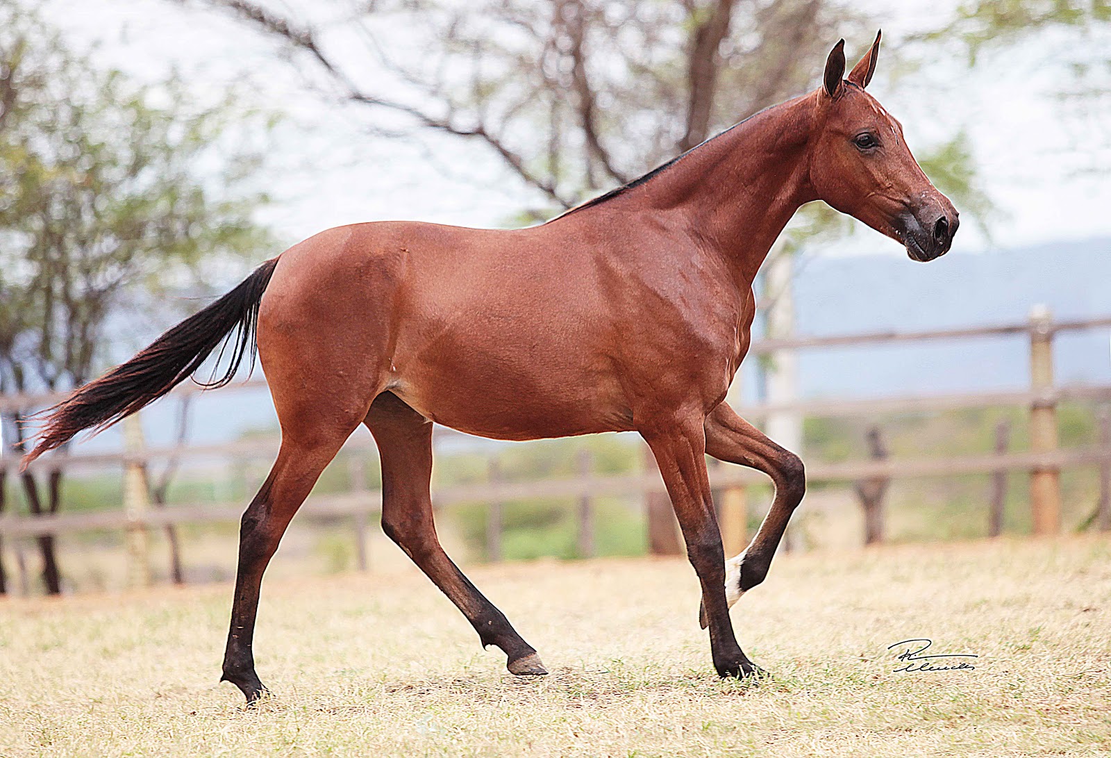 Leilão Rubro Negro: Quiflor da Riocon | LOTE 38