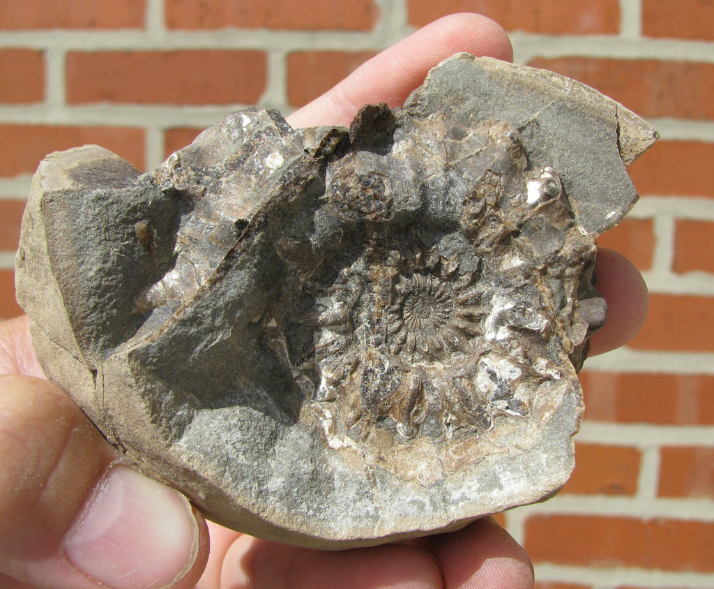 Views of the Mahantango: Prionocyclus hyatti (robust form) from the ...