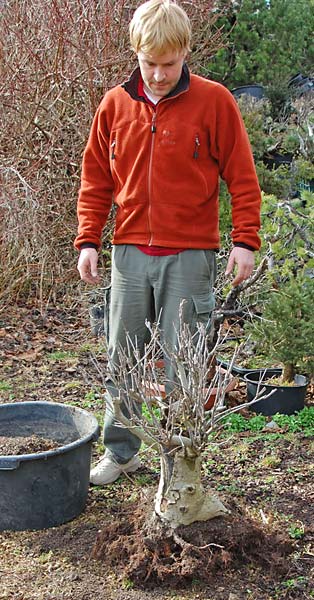 Walter Pall Bonsai Adventures: Big rowan is presentable for the first time