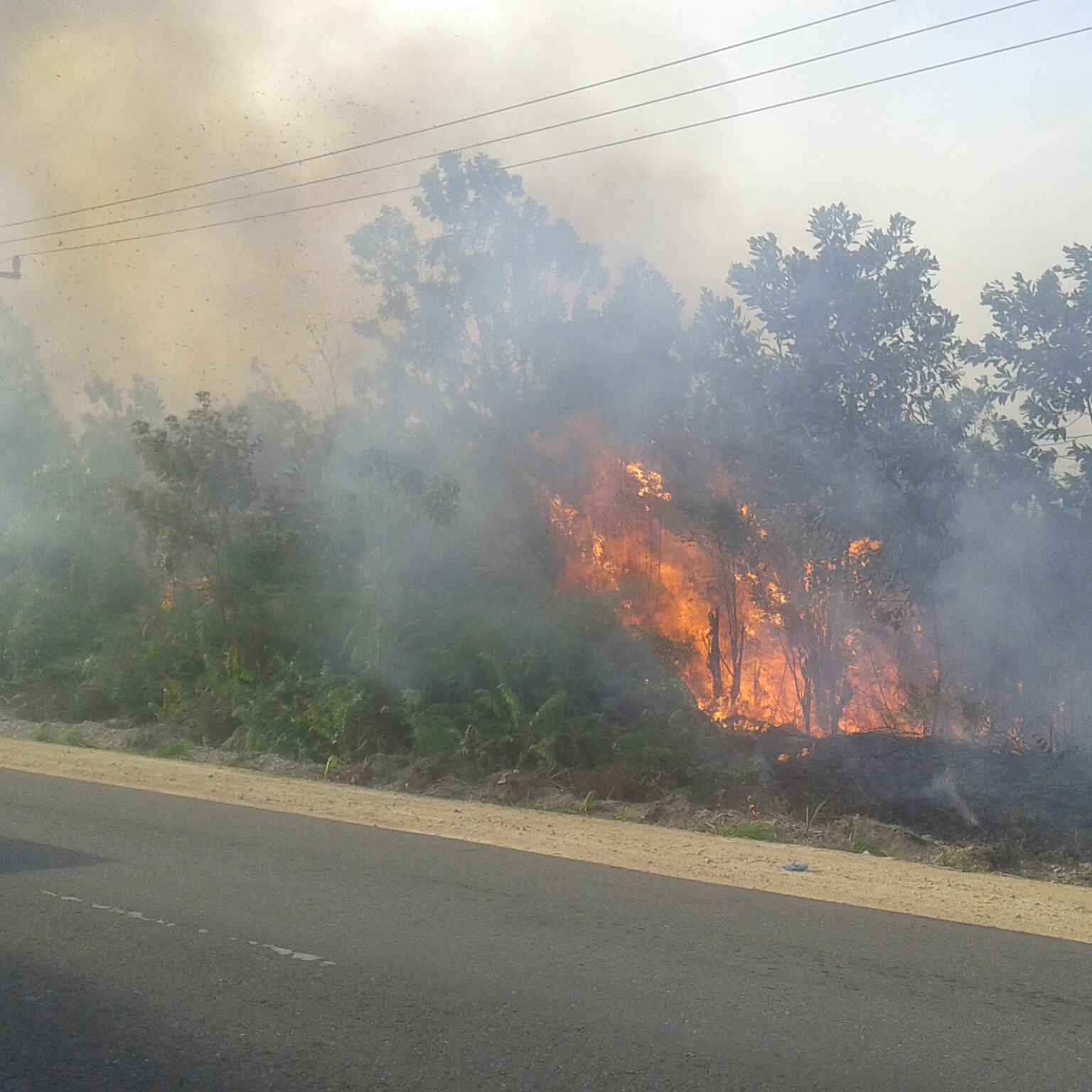 Antisipasi kebakaran hutan (Karhutla), menjadi perhatian Pemerintah ...