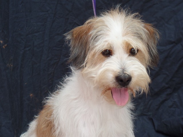 Valle Colino: Perros medianos - PELUCHÍN