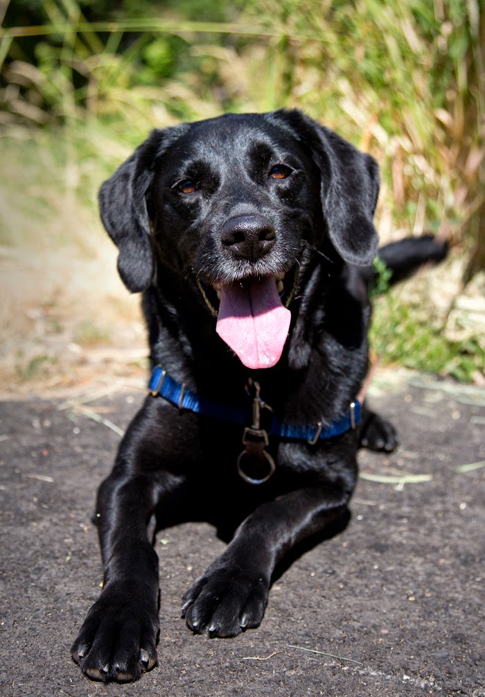 Shelter Dogs of Portland: "BELLE" the best Lab mix