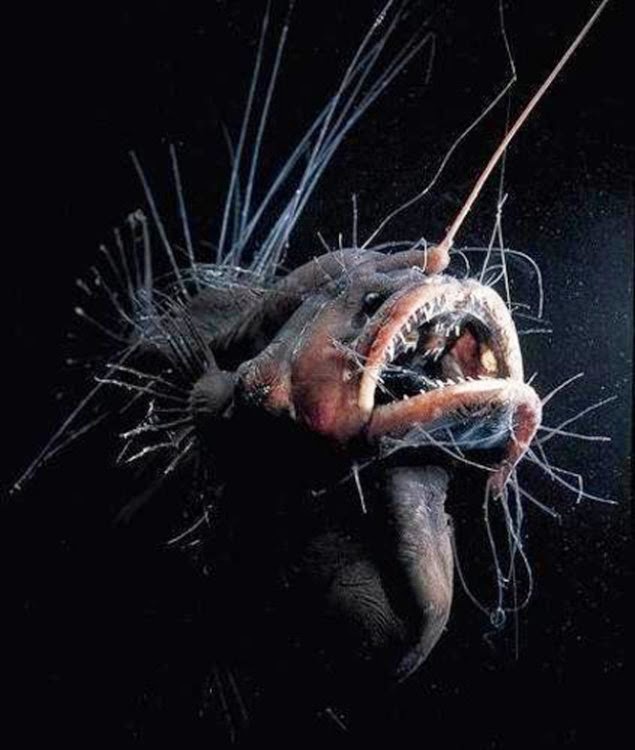 10 denizens of the deep that will give you nightmares | Things You Need ...