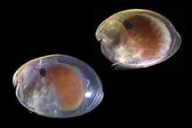 Intrepid Adventures in the Quest for Knowledge: The Sea Firefly ...