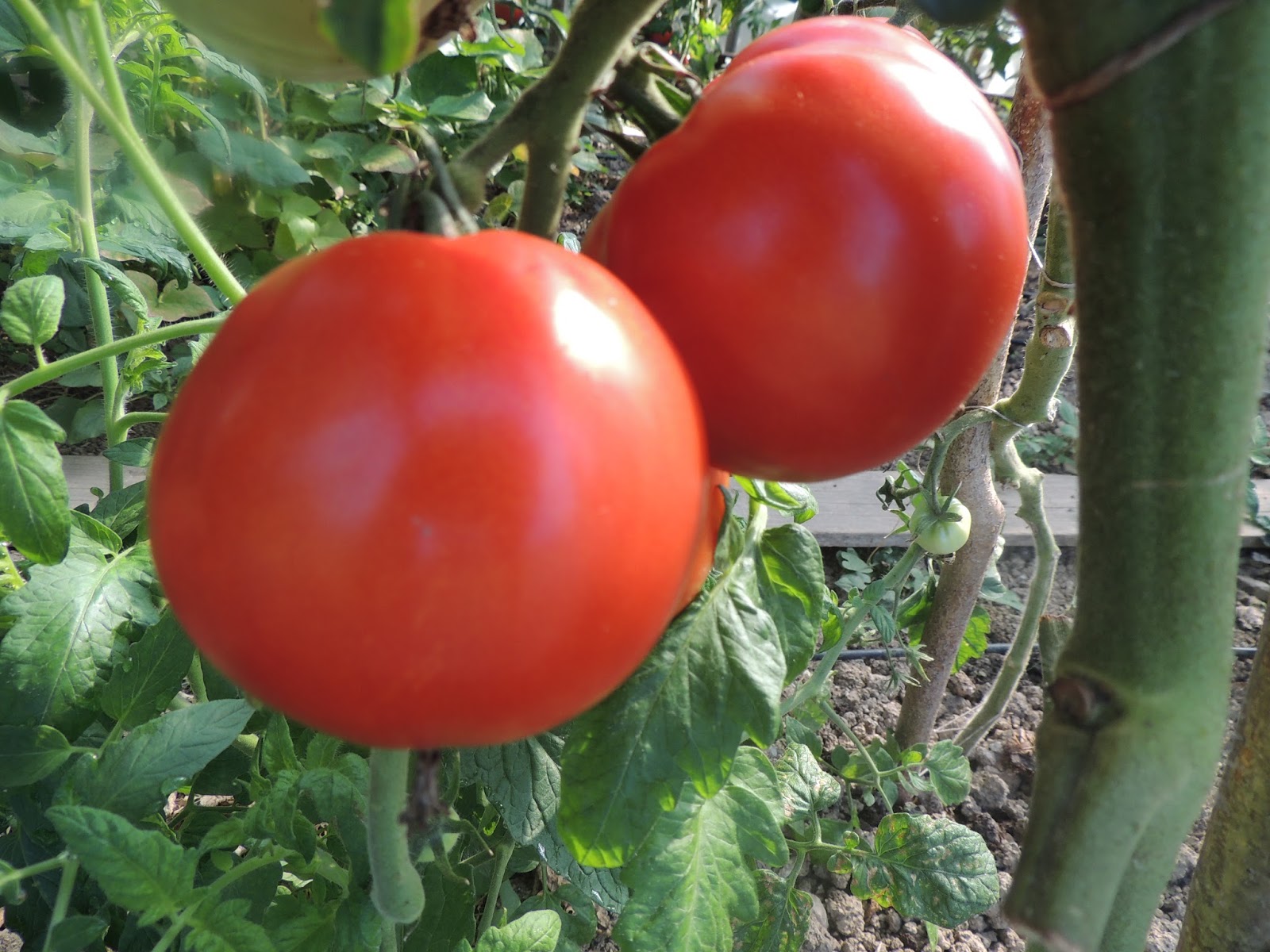 domača paradižnikova mezga